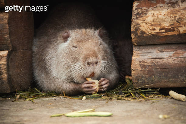 Close up shot of sniffing nutria or capybara eating among wooden logs ...