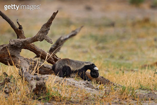 Honey badger with young in mouth muzzle, Khwai in Botswana. Animal ...