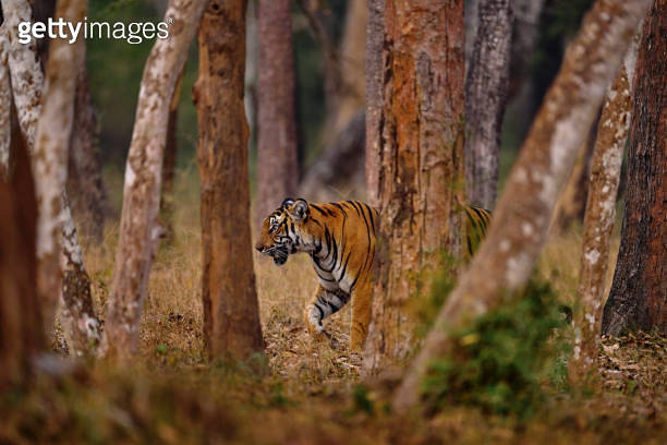 Indian tiger walk between the tree, hidden in the forest. Big orange ...