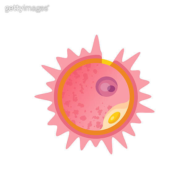 Human Ovum Reproductive Cell Anatomy Vector Illustration. Isolated Ova ...