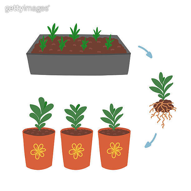 Seedlings growing process in tray in flat cartoon design. Vector ...