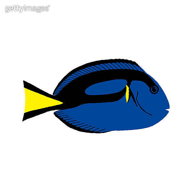 Color Drawing of Blue Tang Fish (2210568503) 일러스트, 무료 일러스트 - 게티이미지뱅크