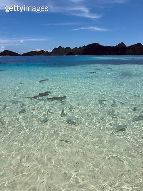 Shark point with lots of Reef sharks at Wayag island, Raja Ampat, West ...