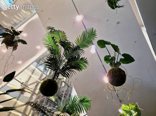 mummified moss stuck to a ball of substrate. A tropical plant is ...