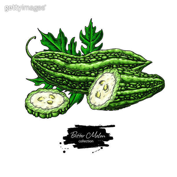 Bitter melon vector drawing. Hand drawn bitter gourd sketch. Vintage ...