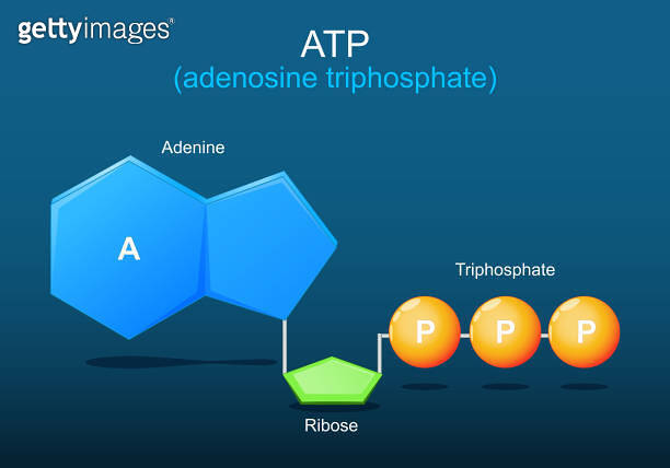 ATP molecule. Molecular chemical formula and model of Adenosine ...