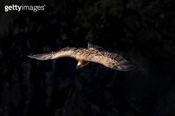 The Himalayan vulture flying with full wings span (2196170006) - 게티이미지뱅크
