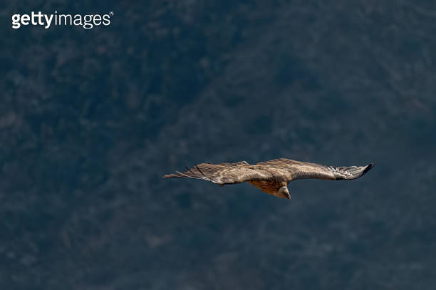 The Himalayan vulture flying with full wings span (2196170517) - 게티이미지뱅크