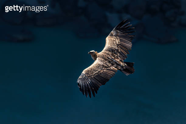 The Himalayan vulture flying with full wings span (2196170518) - 게티이미지뱅크