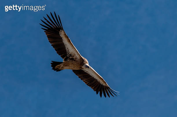 The Himalayan vulture flying with full wings span (2196171734) - 게티이미지뱅크